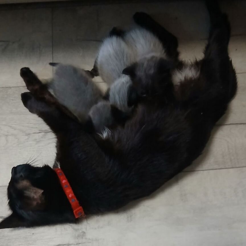 Котёнок в добрые руки