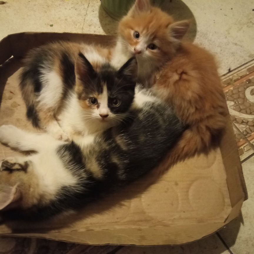 Отдам котят