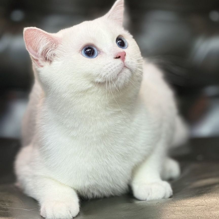 Шотландский прямоухий длинношёрстный, взрослый кот