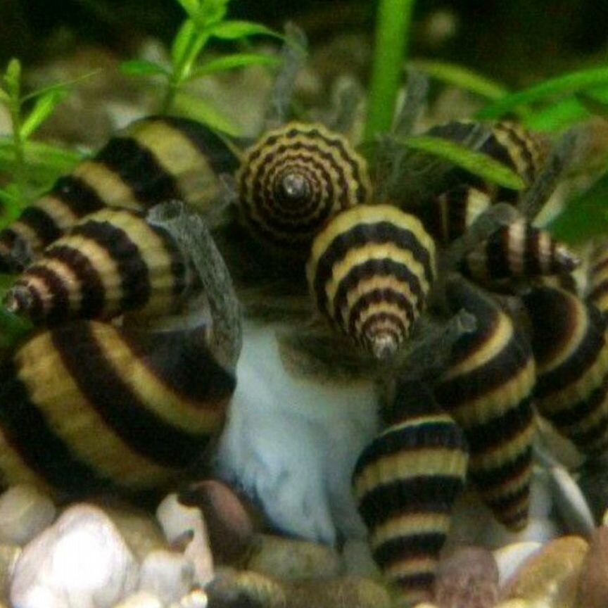 Улитка Хелена