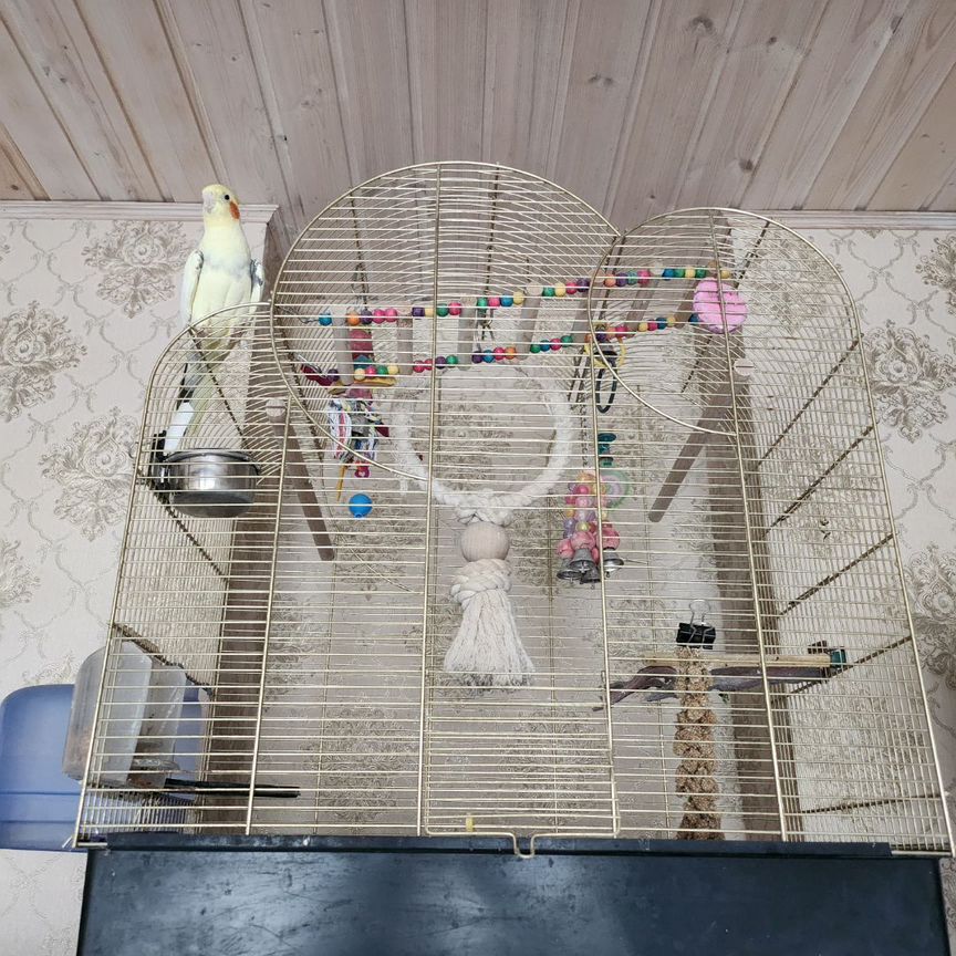 Попугай корелла с клеткой