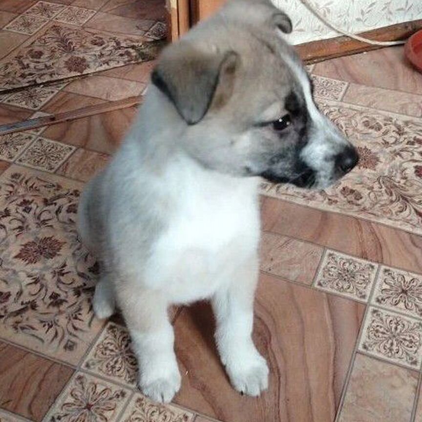 Щенок в добрые руки