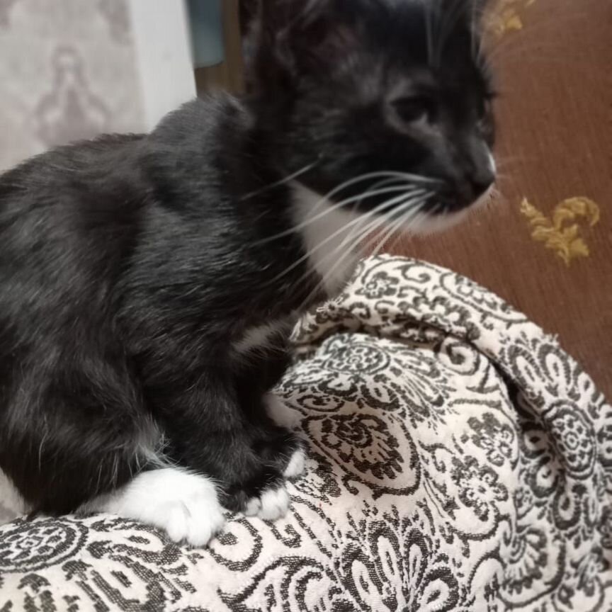 Котик в добрые руки