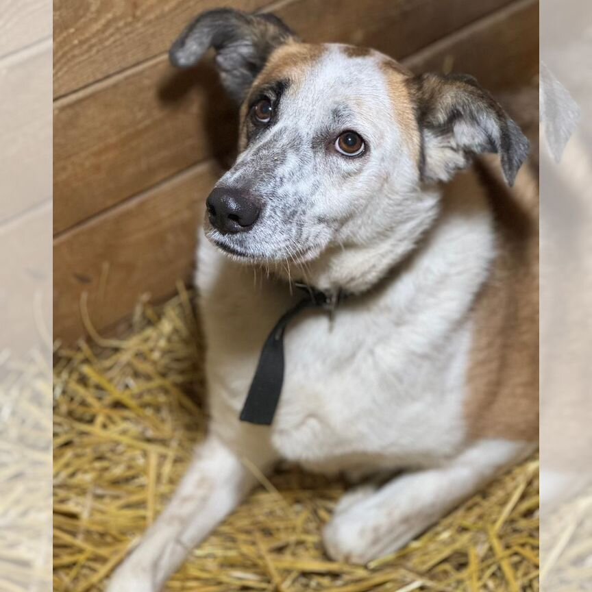 Лолита в добрые руки