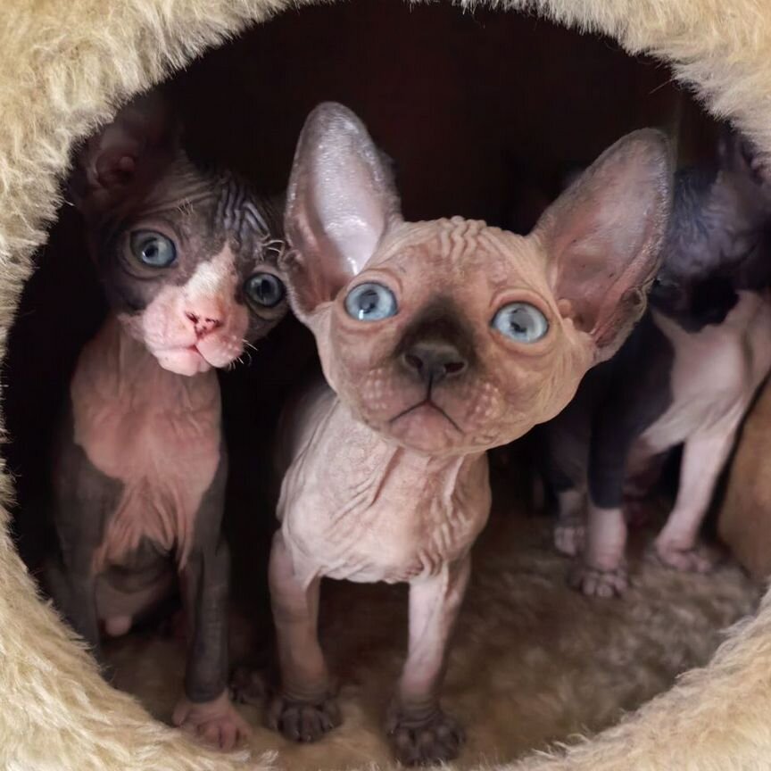 Котята сфинкс