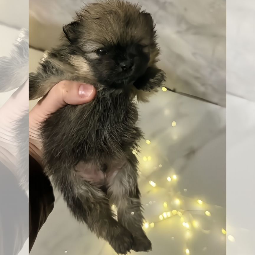 Померанский шпиц, щенок