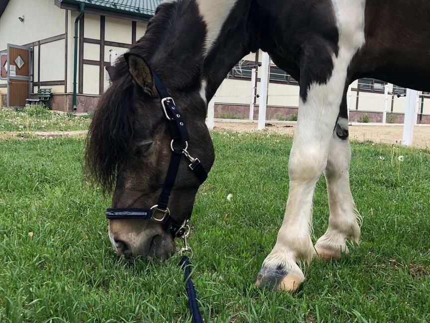 Недоуздок для лошади