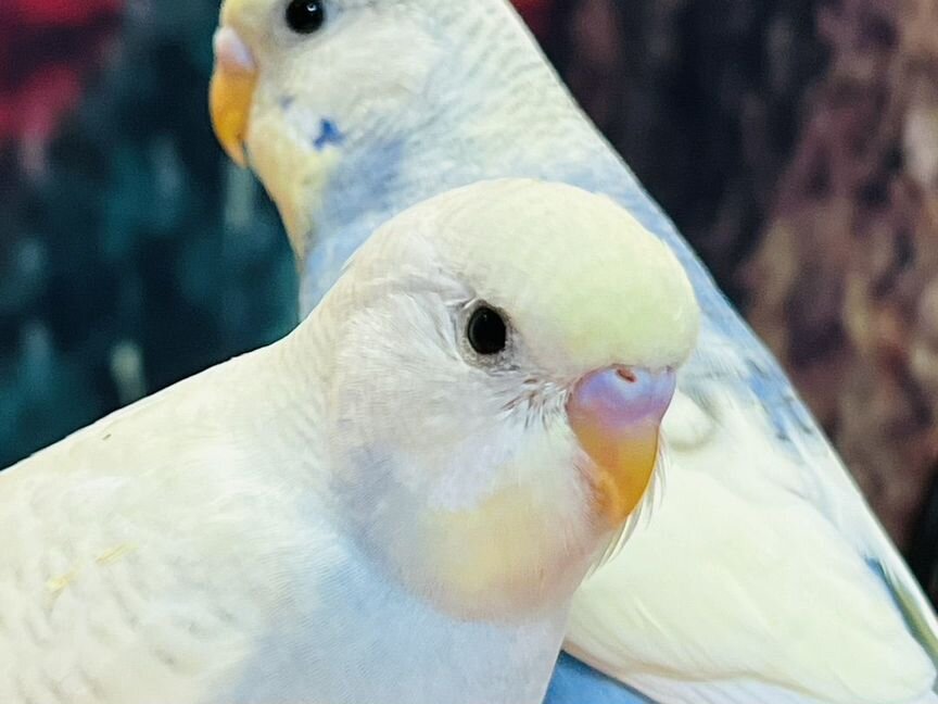 Ручные птенцы волнистых попугаев