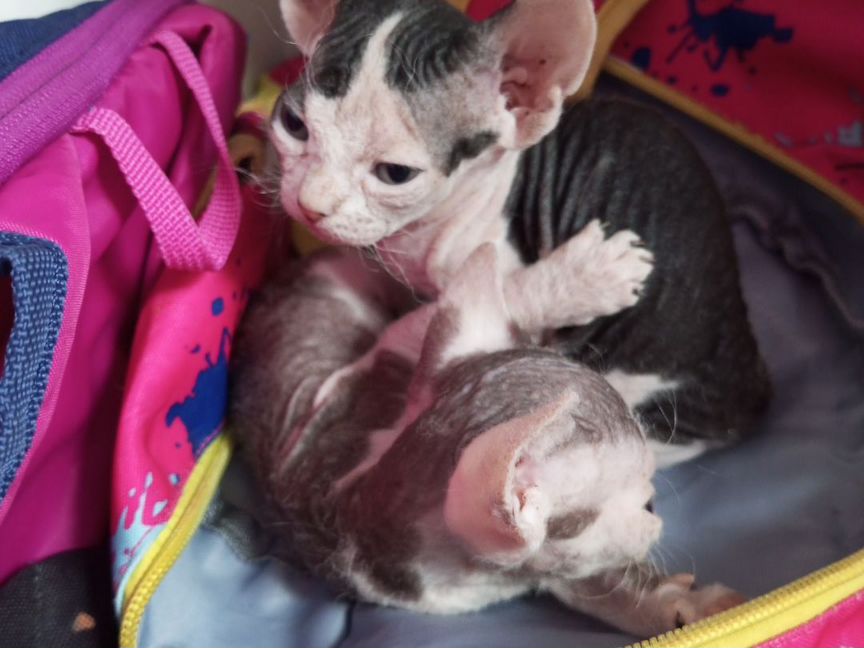 Котенок девочка черно-белого цвета