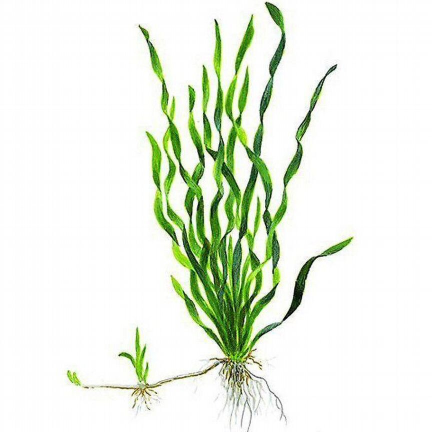 Валиснерия спиральная