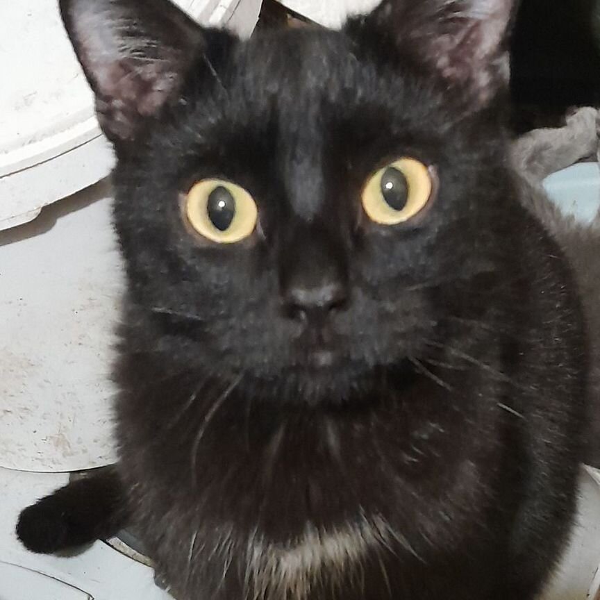 Изюм ищет дом