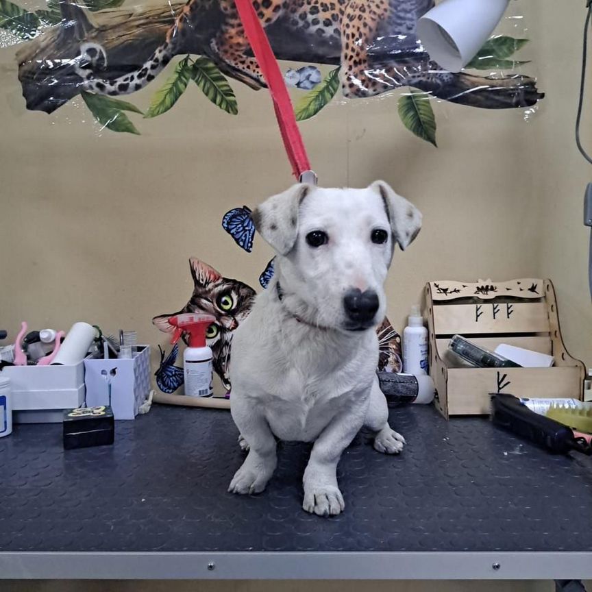 Найдена собака мальчик