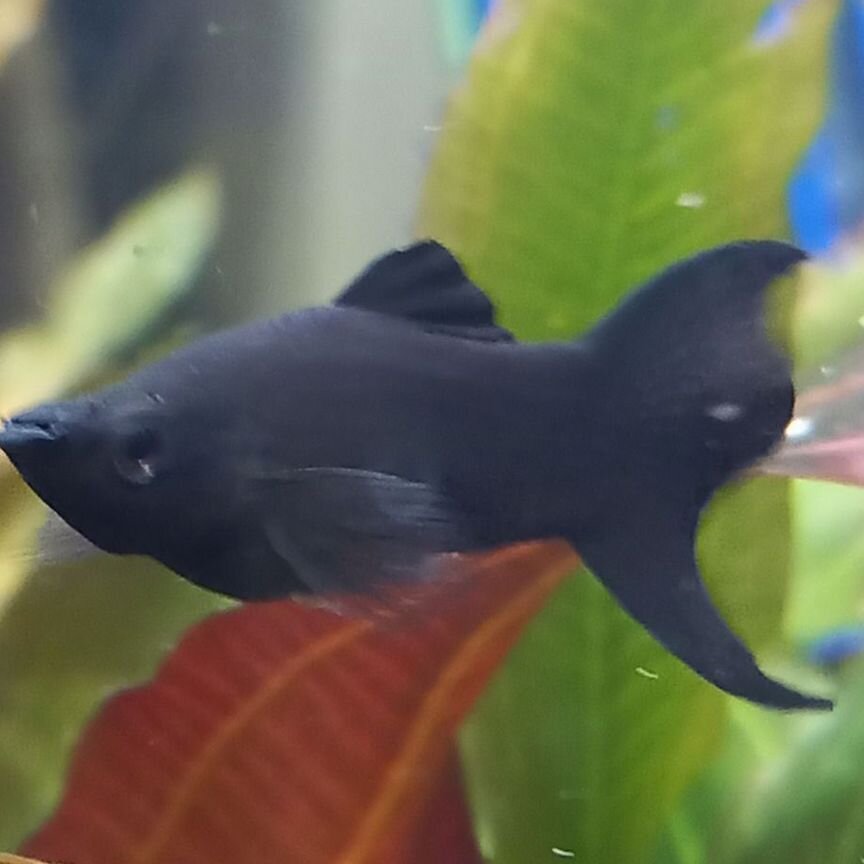 Моллинезия черная лира