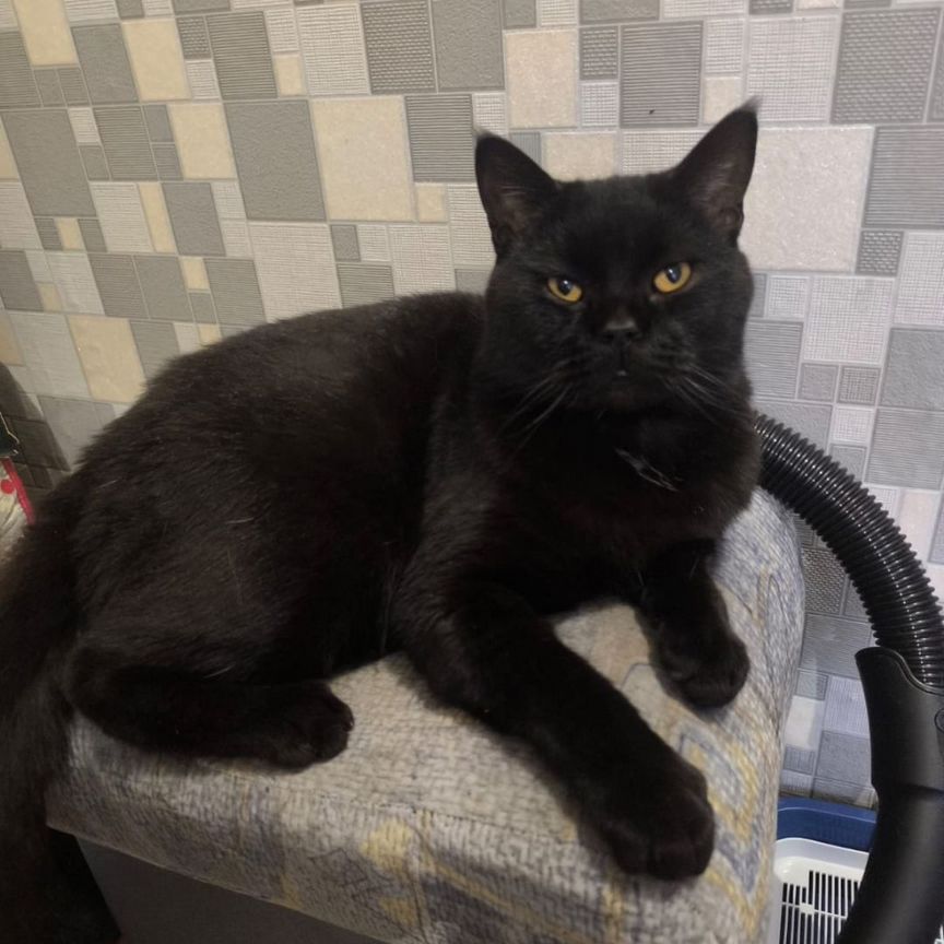 Британский коттв добрые руки