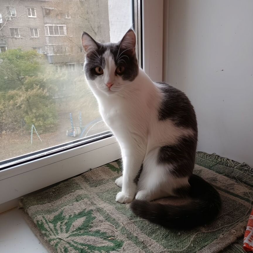 Взрослая кошка в добрые руки