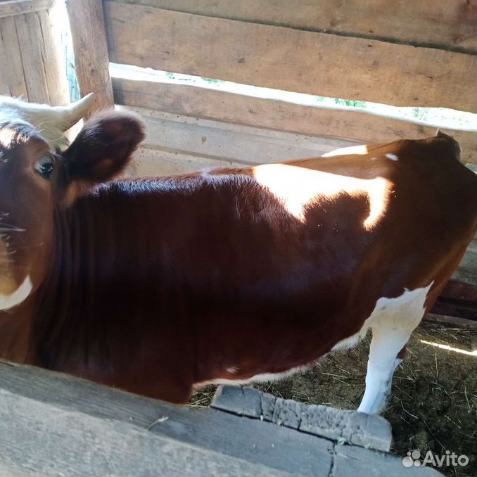 Телка 1 год