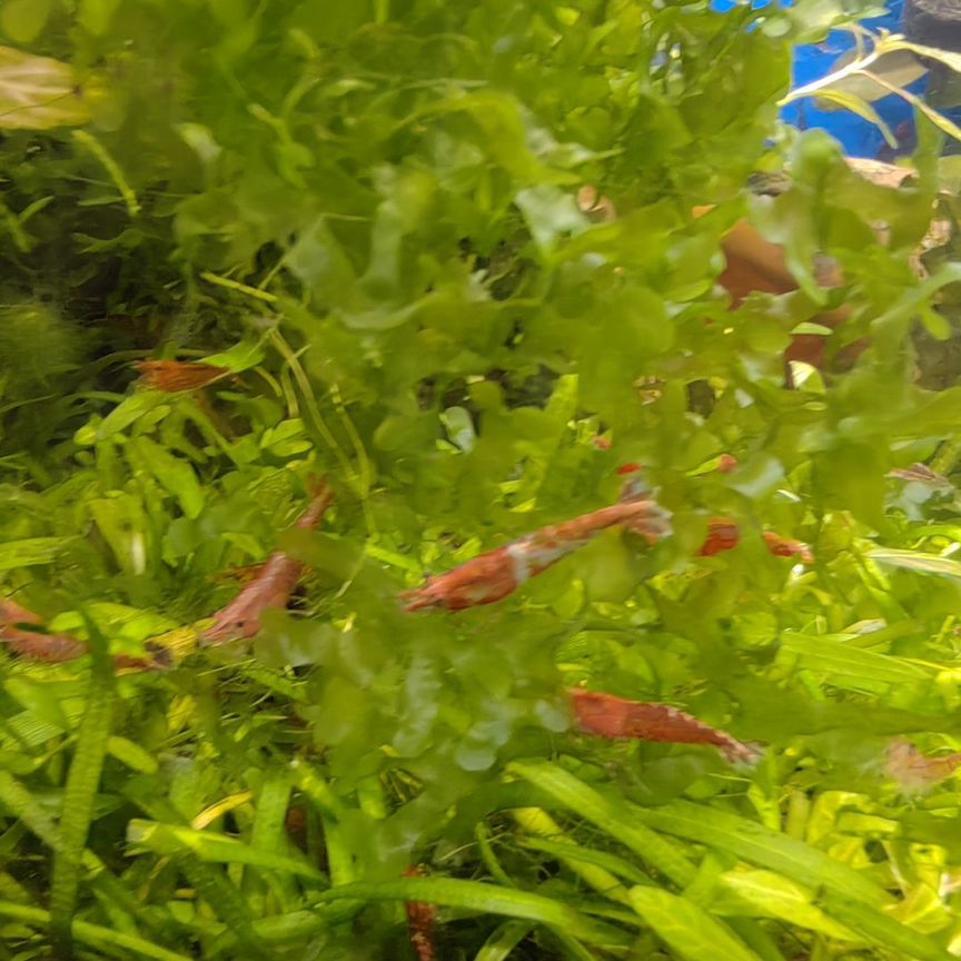 Молодые креветки