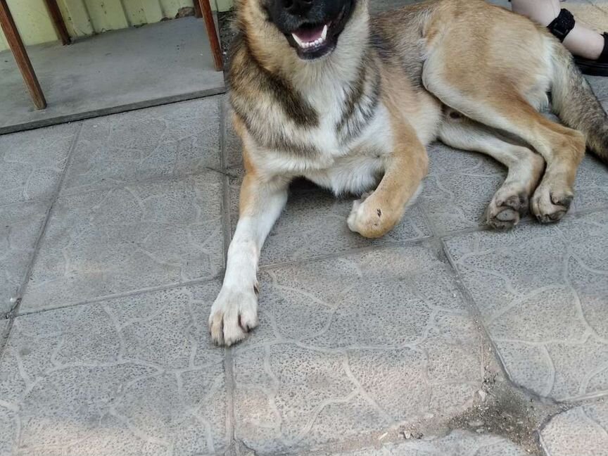Верный друг и отличный охранник ждёт свою семью