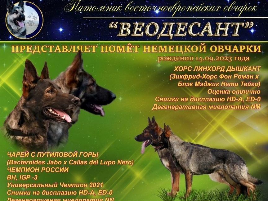 Щенки немецкой овчарки