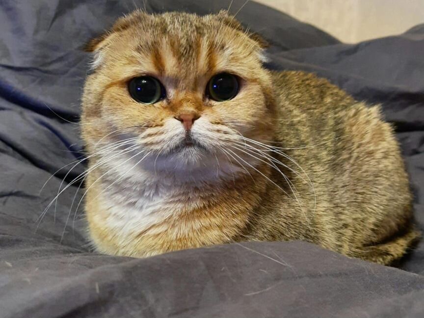 Шотландская