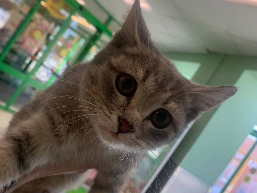 Кошечка