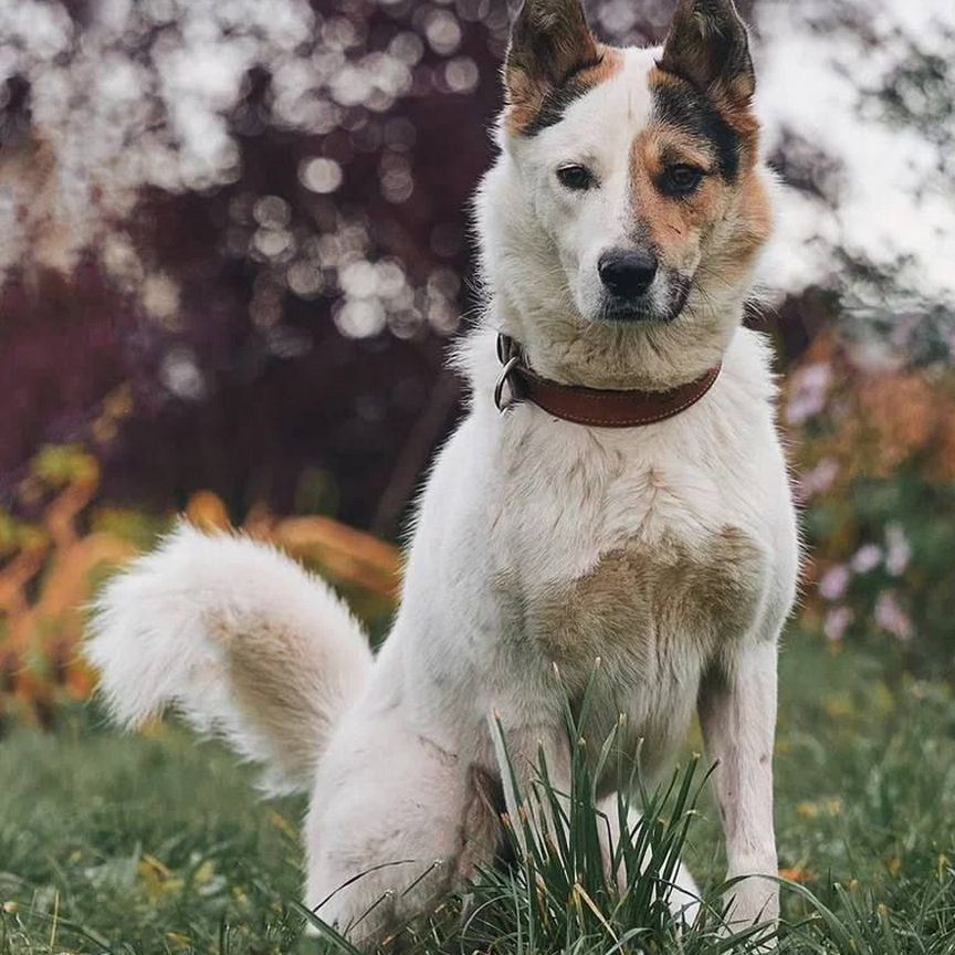 Взрослый пёс в добрые руки