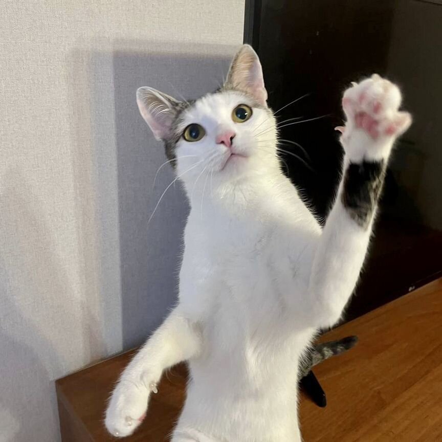 Нужна передержка котенку