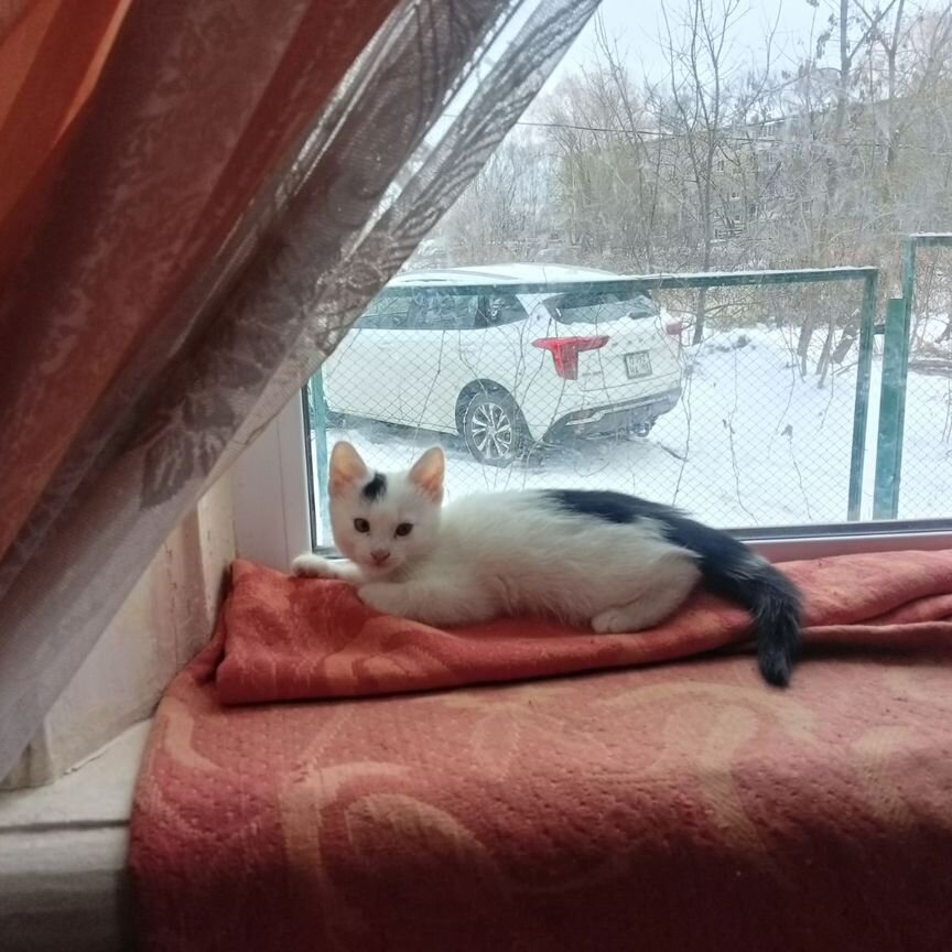 Котëнок в добрые руки мальчик