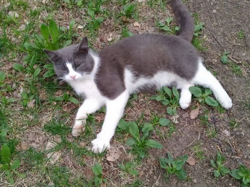 Котики бесплатно в добрые руки