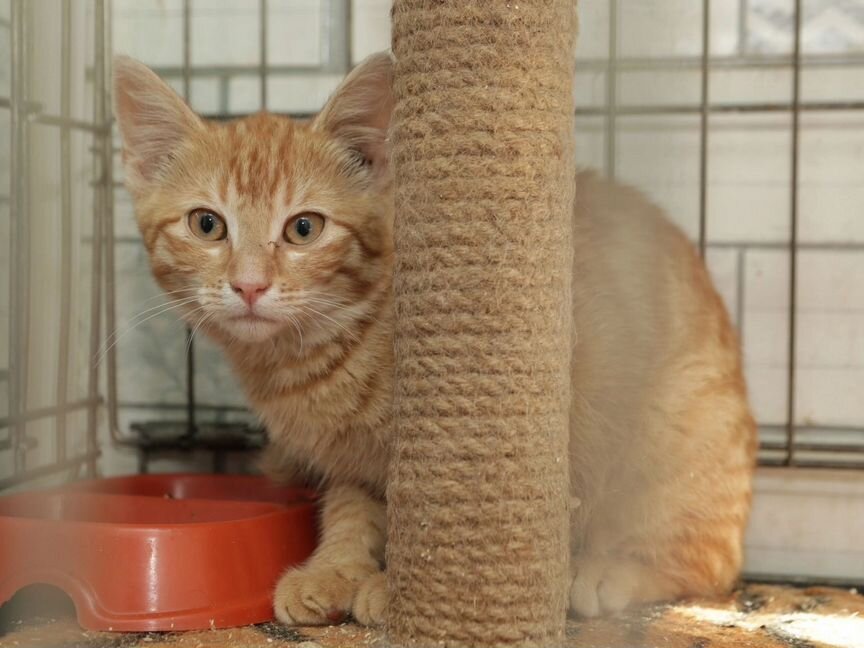 Котенок Коржик в добрые ручки