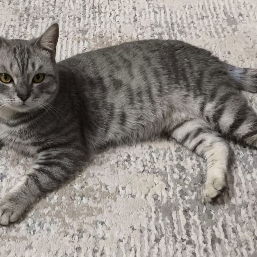 Кот в добрые руки