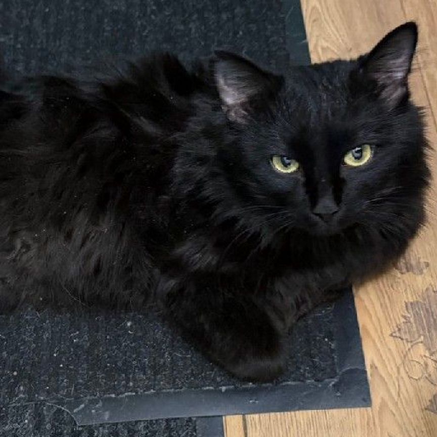 Взрослый кот в добрые руки