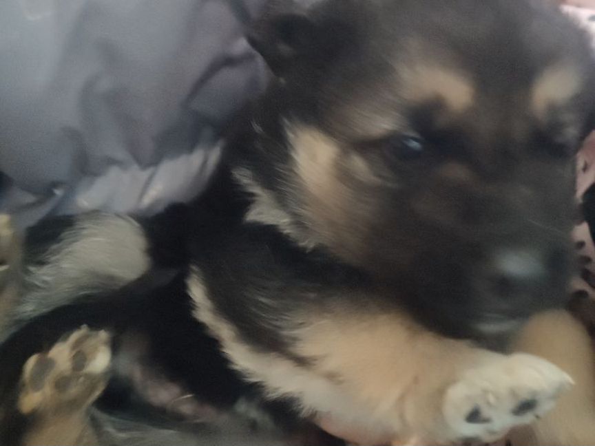 Щенки немецкой овчарки