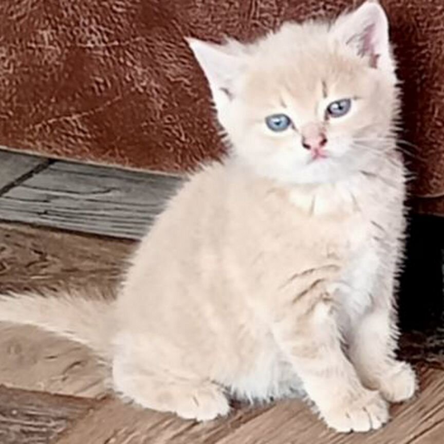 Котик бесплатно