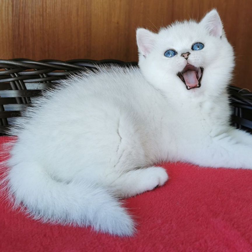 Британский короткошёрстный котёнок