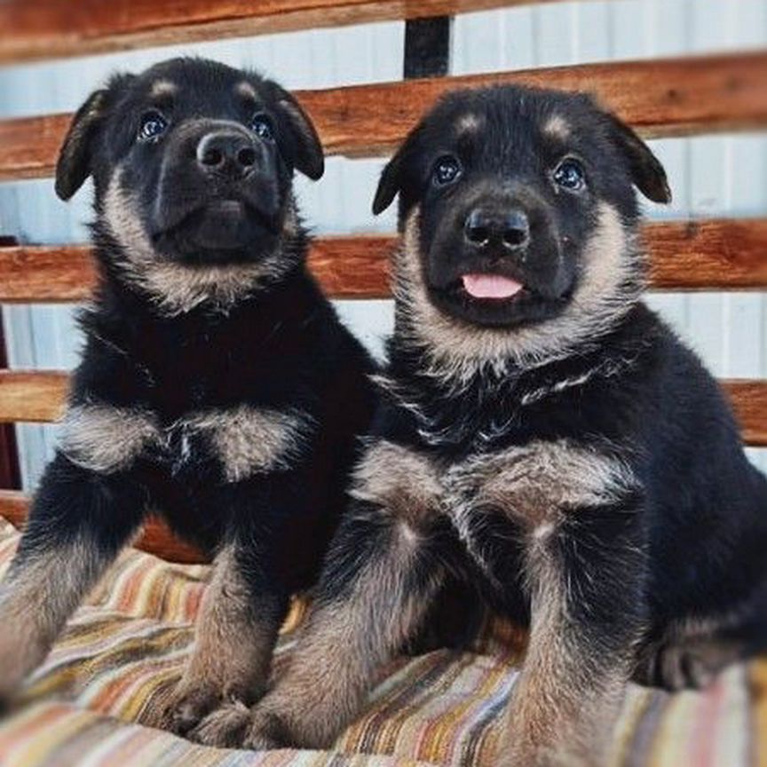 Немецкая овчарка