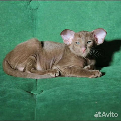 Ориентальные котята экстрим