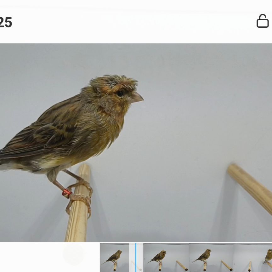 Канарейка самка чубатая