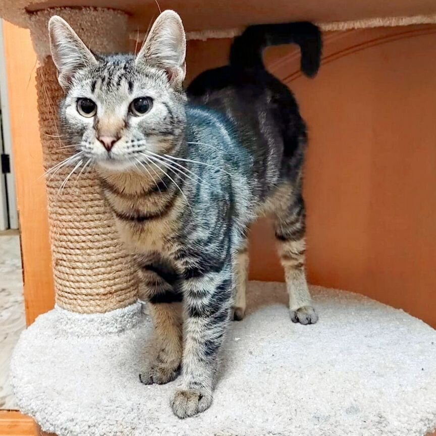 Помесь бенгала, девочка