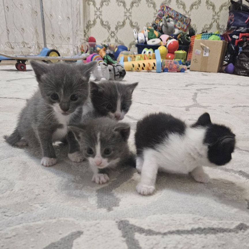 Отдадим катят в добрые руки