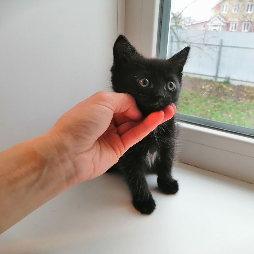 Отдам котёнка (кот) в добрые руки