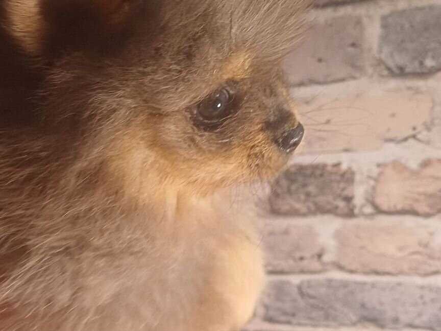 Эксклюзивный шпиц