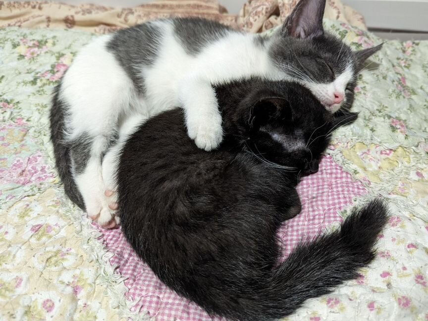 Котята неразлучники
