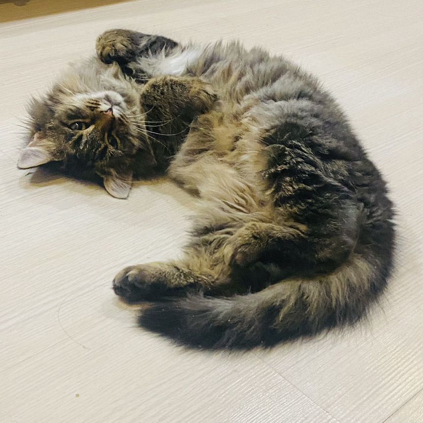 Котенок в добрые руки