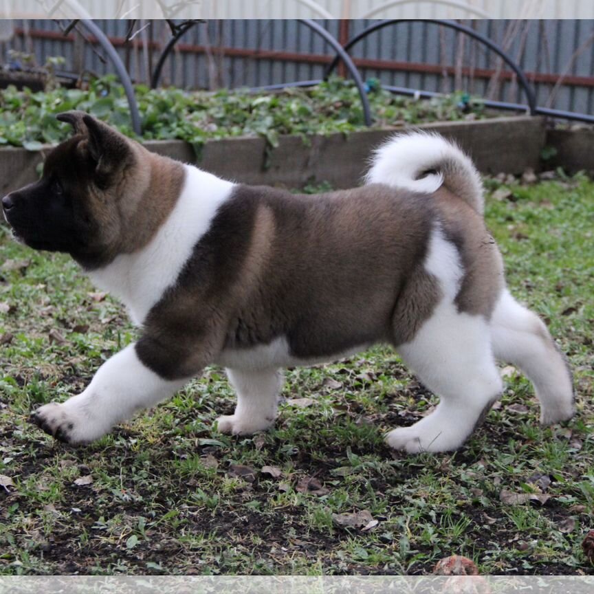 Американская акита, щенок