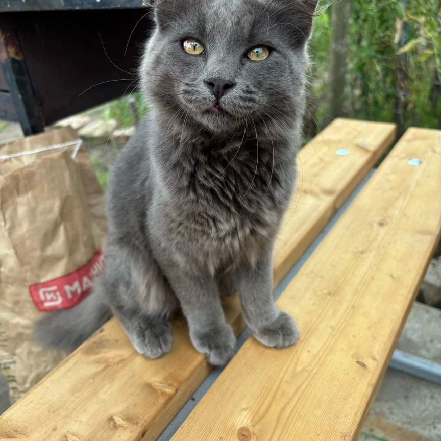 Русский голубой кот