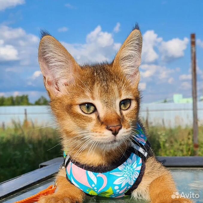 Кот чаузи ф1