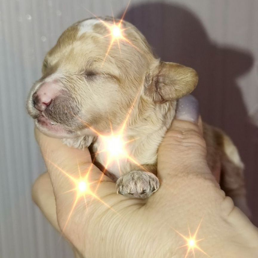 Той-пудель, щенок