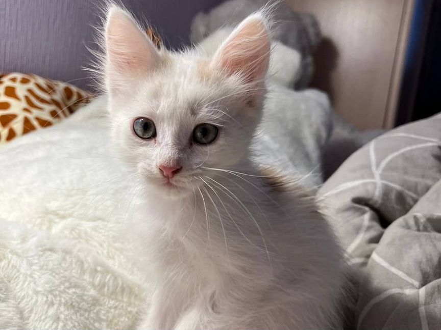 Котёнок, мальчик, белый с персиковыми пятнами