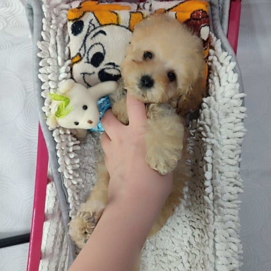 Мальтипу кукольный мальчик